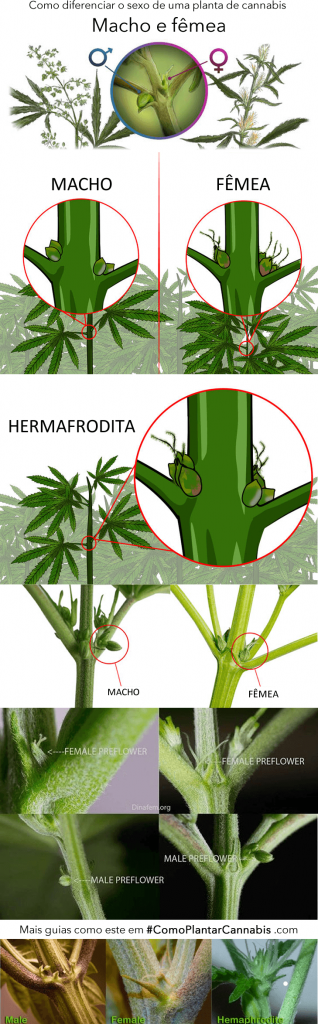 Como diferenciar Macho/Fêmea (Cannabis) | Guia Como Plantar Cannabis